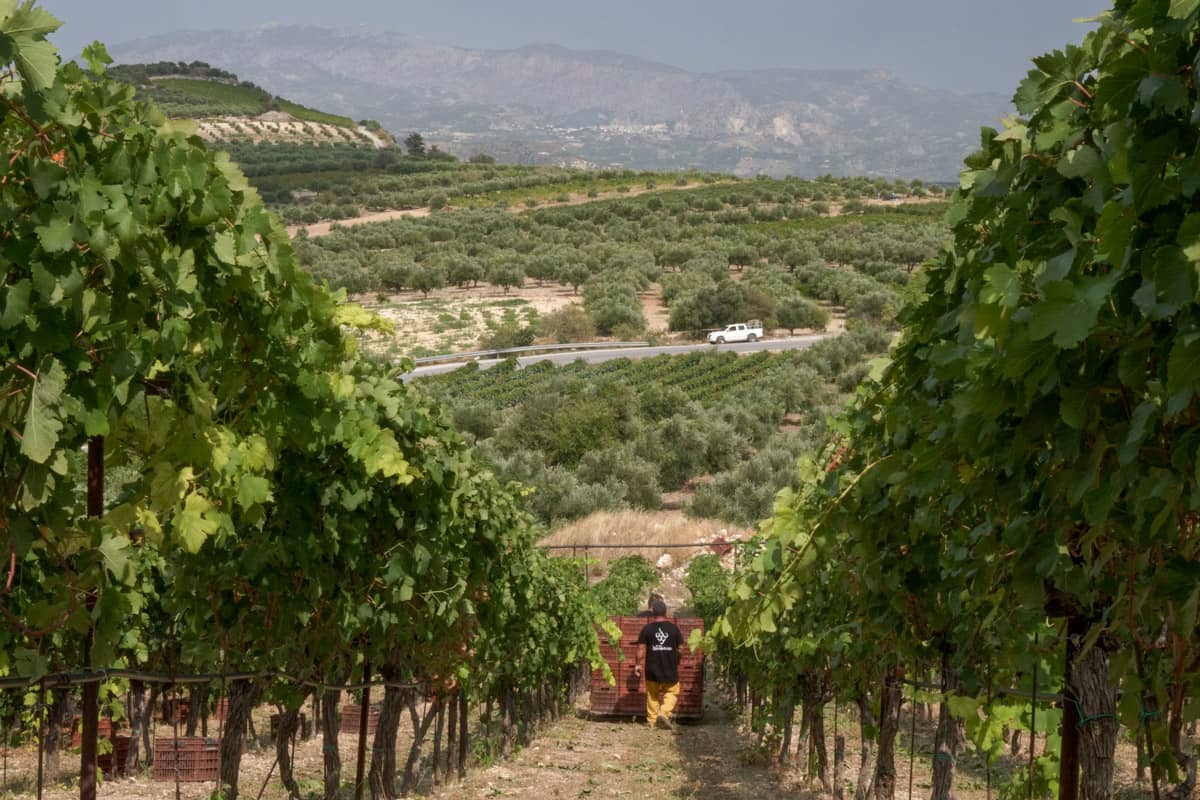 Fine Cretan Wines, Tastings & Tours - Diamantakis Winery